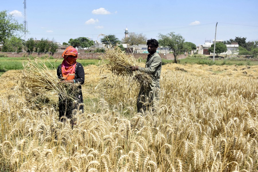 Album Asia: Menengok kesibukan para petani memanen gandum di Lahore ...