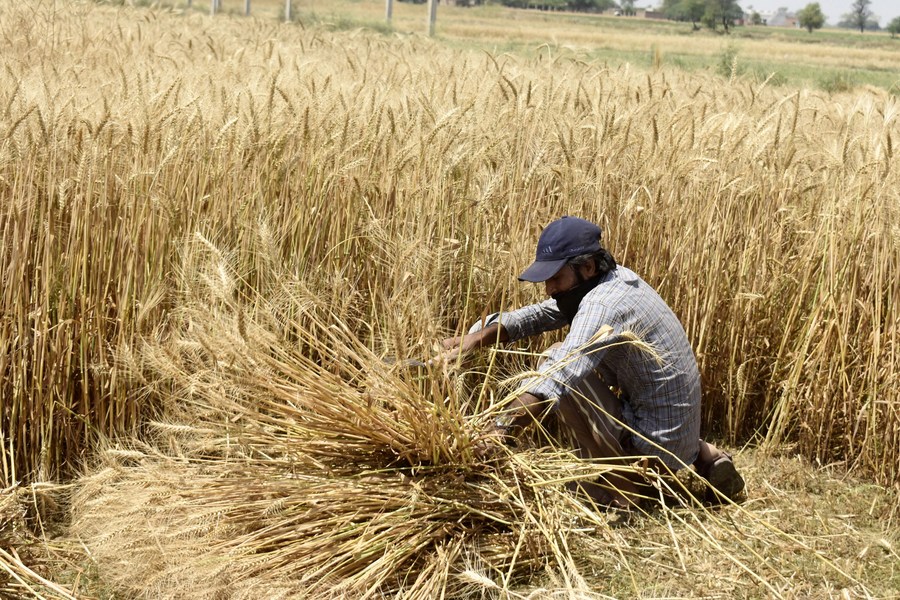Album Asia: Menengok kesibukan para petani memanen gandum di Lahore ...