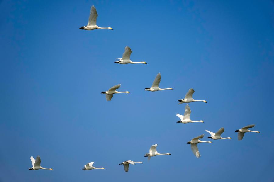 Danau garam di Shanxi, China utara, bertransformasi jadi ikon wisata ...