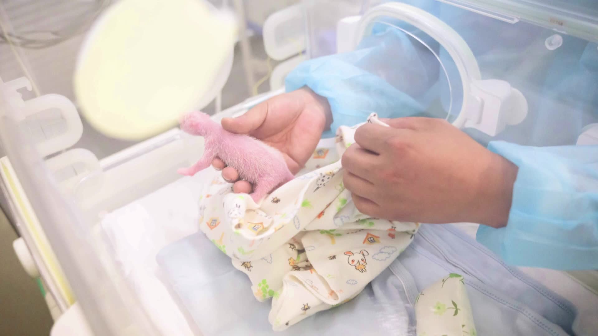 Menengok bayi panda raksasa di Hong Kong yang penasaran jelajahi dunia