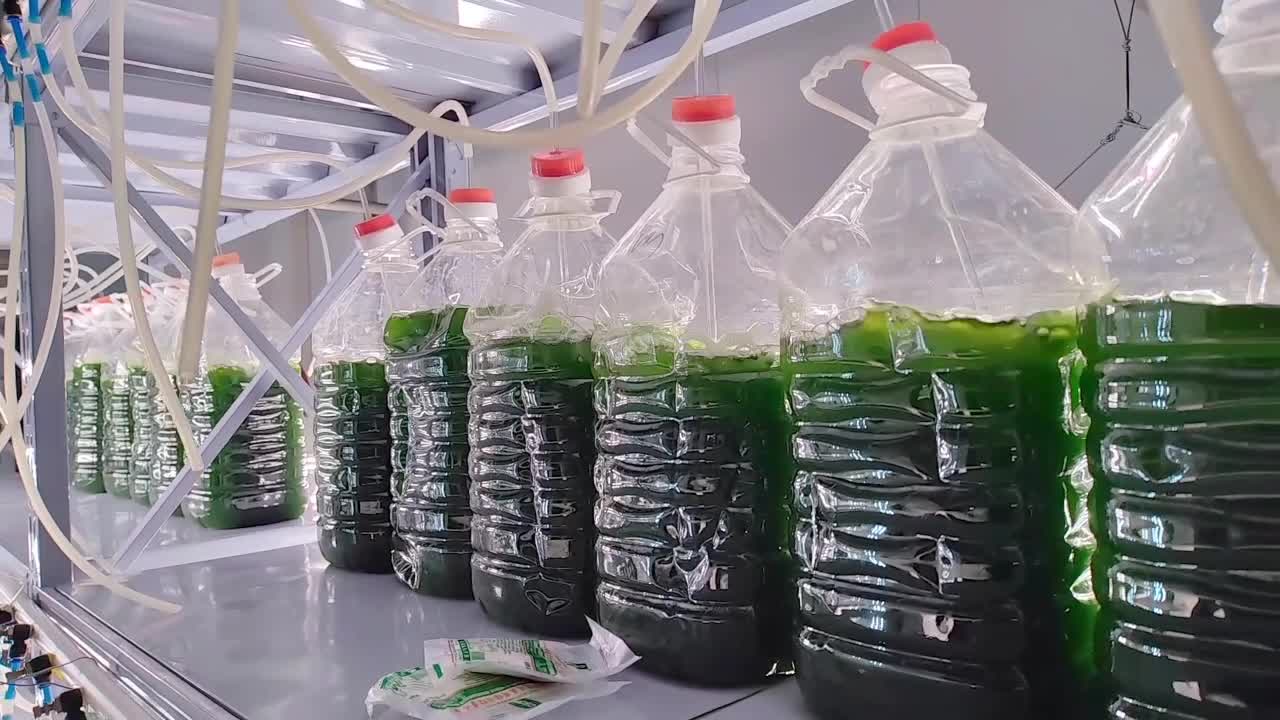 Mikroalga hadirkan pendekatan yang efisien untuk penyerapan karbon