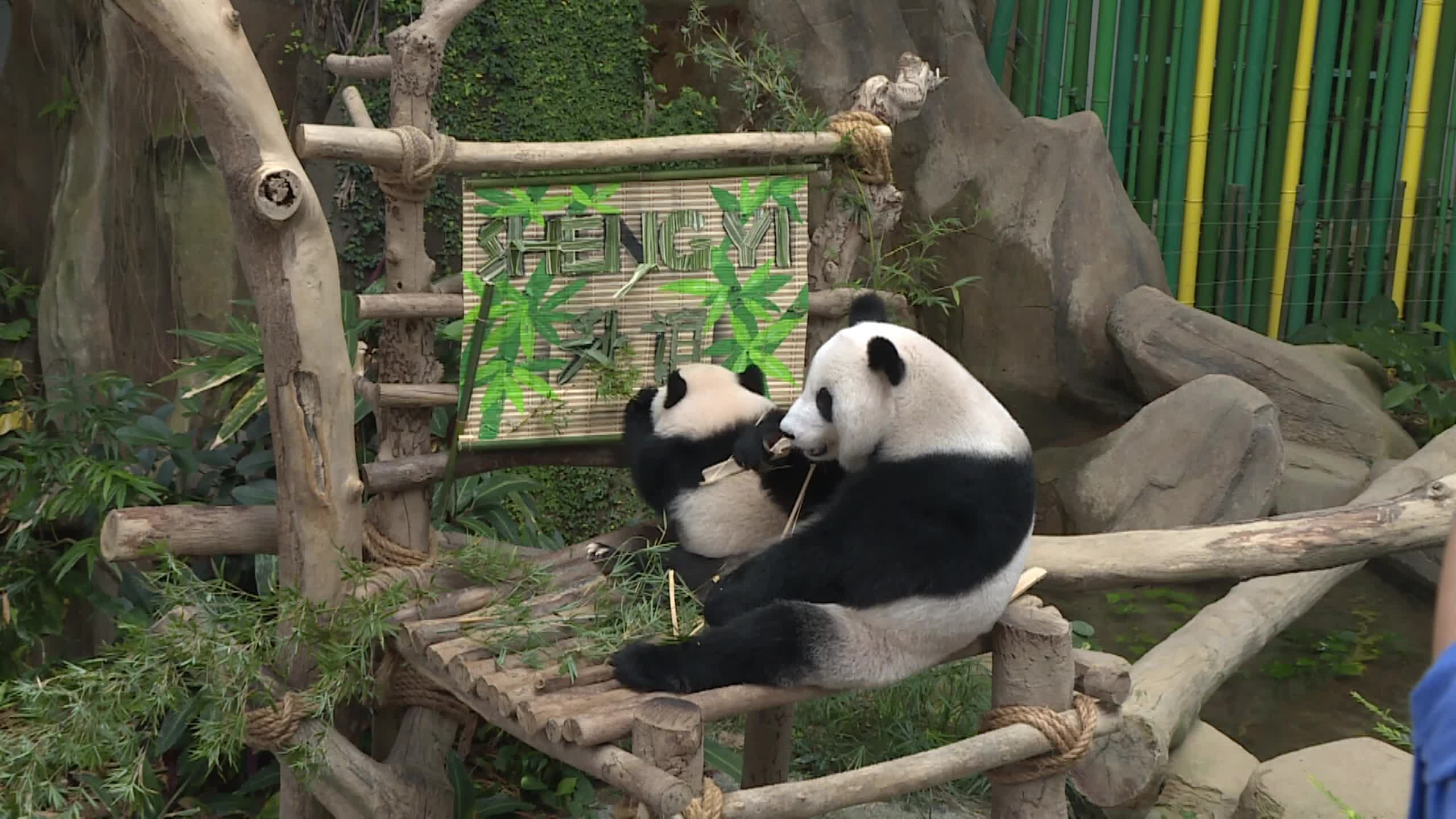 Berlinang Air Mata, Warga Malaysia Lepas Kepulangan Panda Raksasa Xing ...