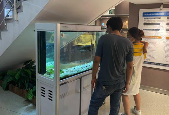 Alligator Gar Gigit Turis di China Paleozoic Museum