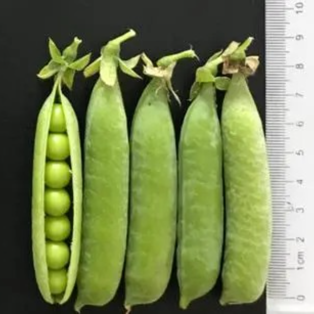 Ilmuwan China Petakan Genom Kacang Polong