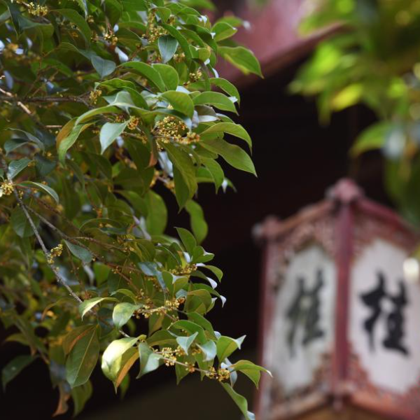 POTRET: Bunga Osmanthus Bermekaran di Hangzhou