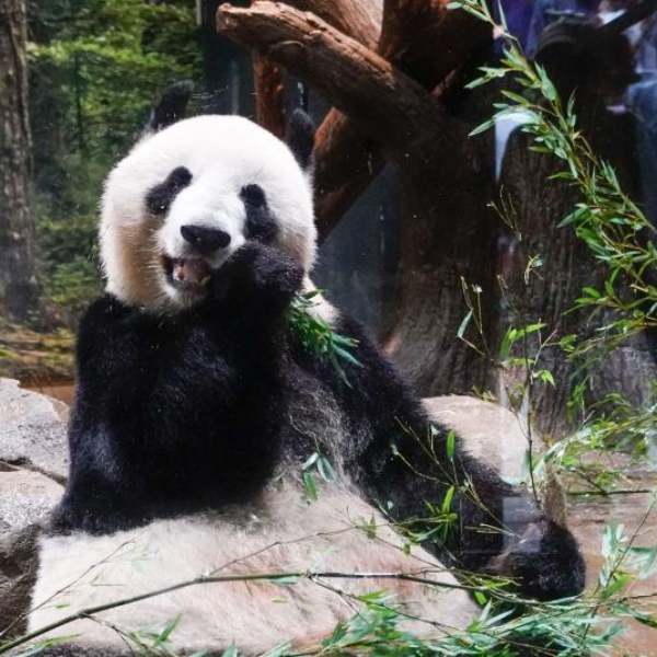 Jepang Peringati 50 Tahun Kedatangan Panda dari China