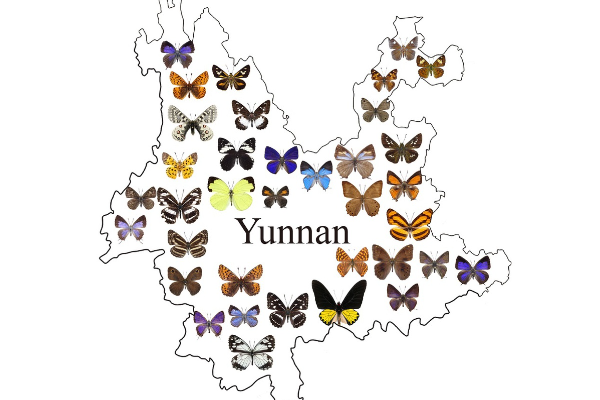 Ilmuwan China Identifikasi 1.300 Spesies Kupu-kupu di Yunnan