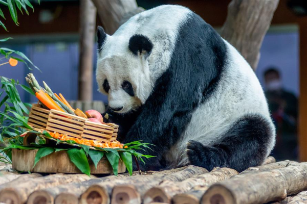 Panda Lin Hui Meninggal Usia 21 di Chiang Mai Thailand