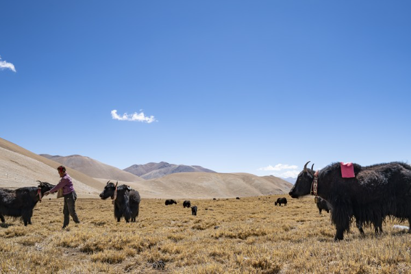Orang Tibet Kawinkan Yak dan Sapi Sejak 2.500 Tahun