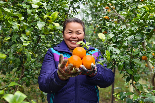 Penduduk Desa Nikmati Panen Orah Mandarin di Guangxi Penduduk Desa Nikmati Panen Orah Mandarin di Guangxi