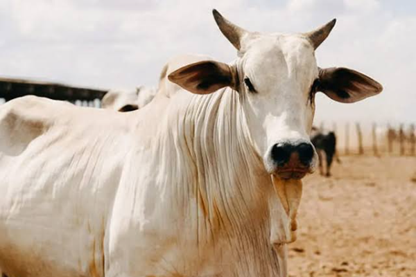 Shio 12 Juli 2024: Shio Sapi Penuh Dengan Masalah