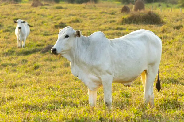 Shio 17 Juli 2024: Shio Sapi Sangat Bahagia