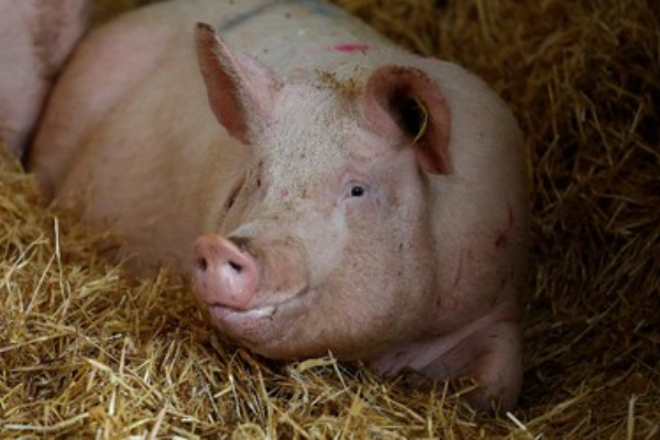 Shio Babi 5 Desember 2024: Keberuntungan dan Stabilitas Kunci Utama