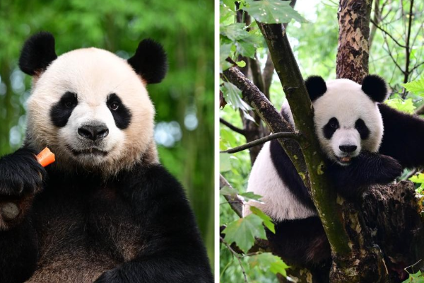 Sepasang Panda Raksasa Hong Kong Tetap Memiliki Nama Kelahiran Mereka