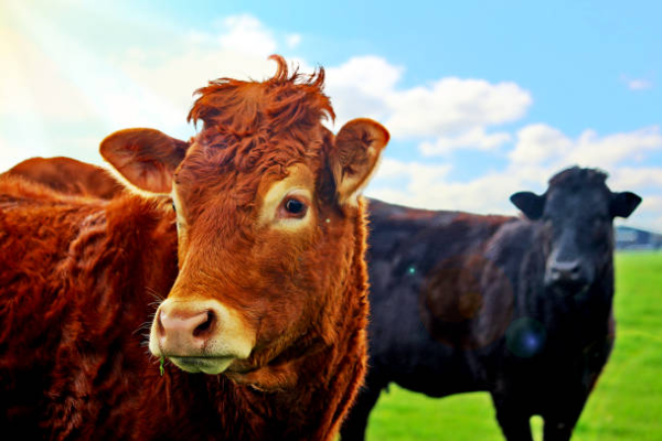 Shio Sapi 11 Desember 2024: Peruntungan Stabil Dengan Peluang dan Tantangan