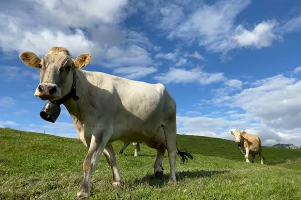 Shio Sapi 30 Desember 2024: Menghadapi Keberuntungan Yang Galau