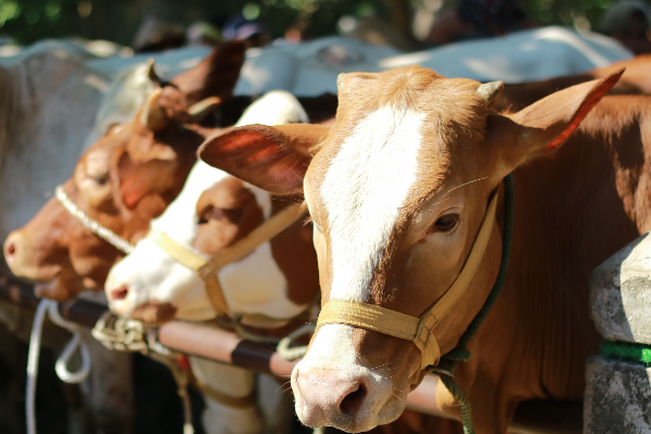 Shio Sapi 24 Februari 2025: Penuh Keberuntungan