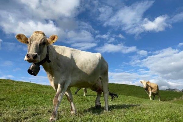 Shio Sapi 27 Februari 2025: Alami Hari Terburuk