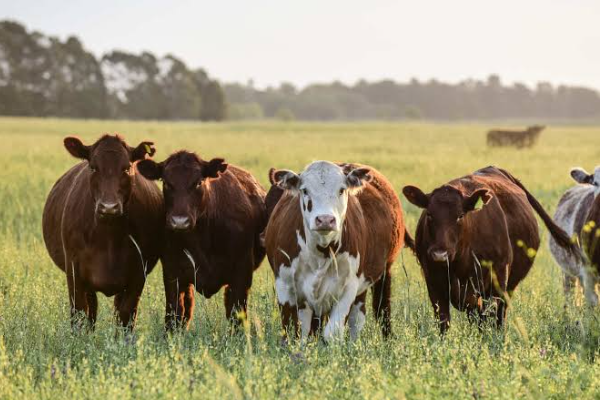 Shio Sapi 25 April 2025: Kedatangan Orang Yang Bawa Keberuntungan